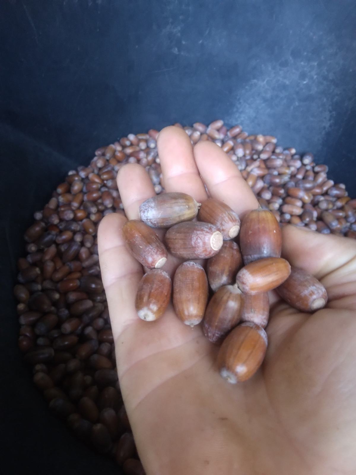 žir hrast luznjak ima i kitnjaka nešto