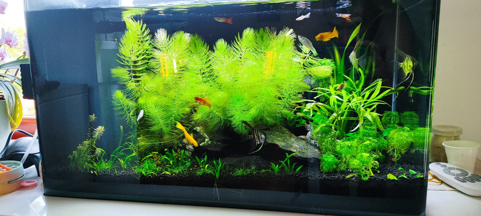 Akvarij 80 L Sniženo