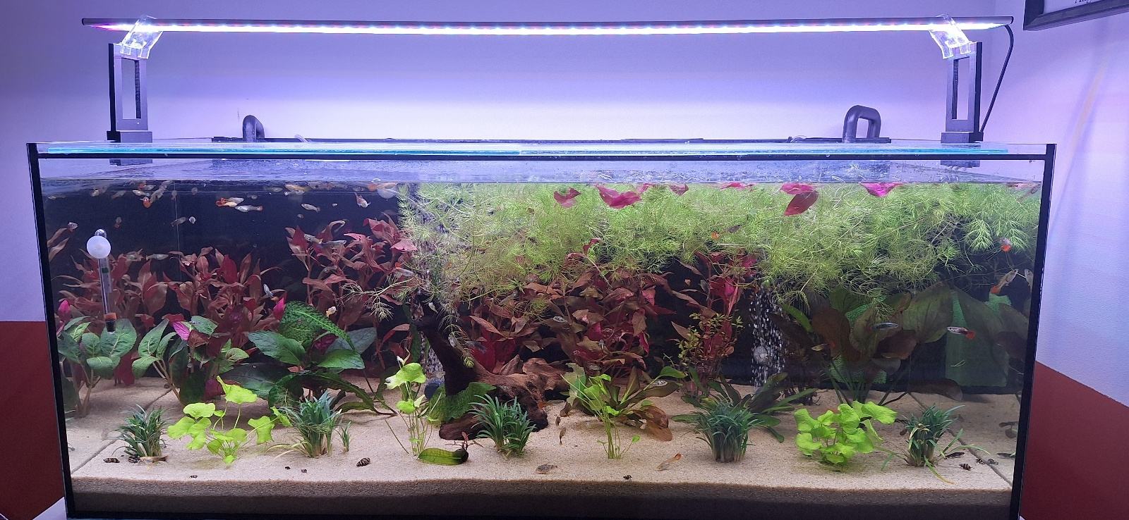 Akvarij - kompletan sa opremom i biljem