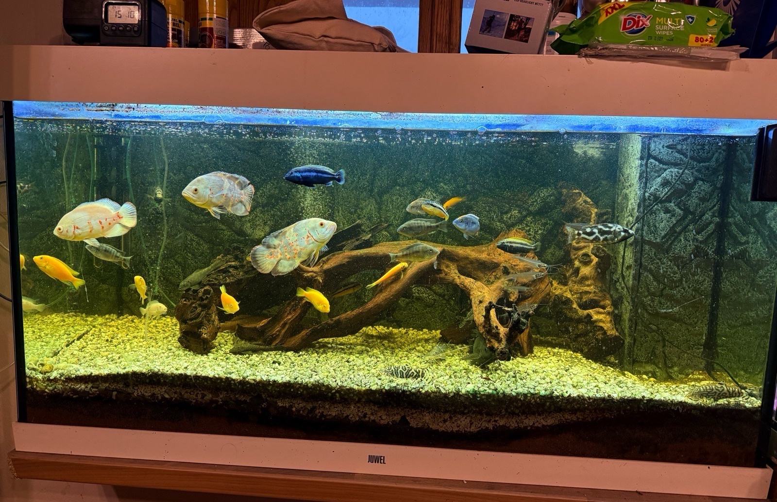 Juwel RIO 350