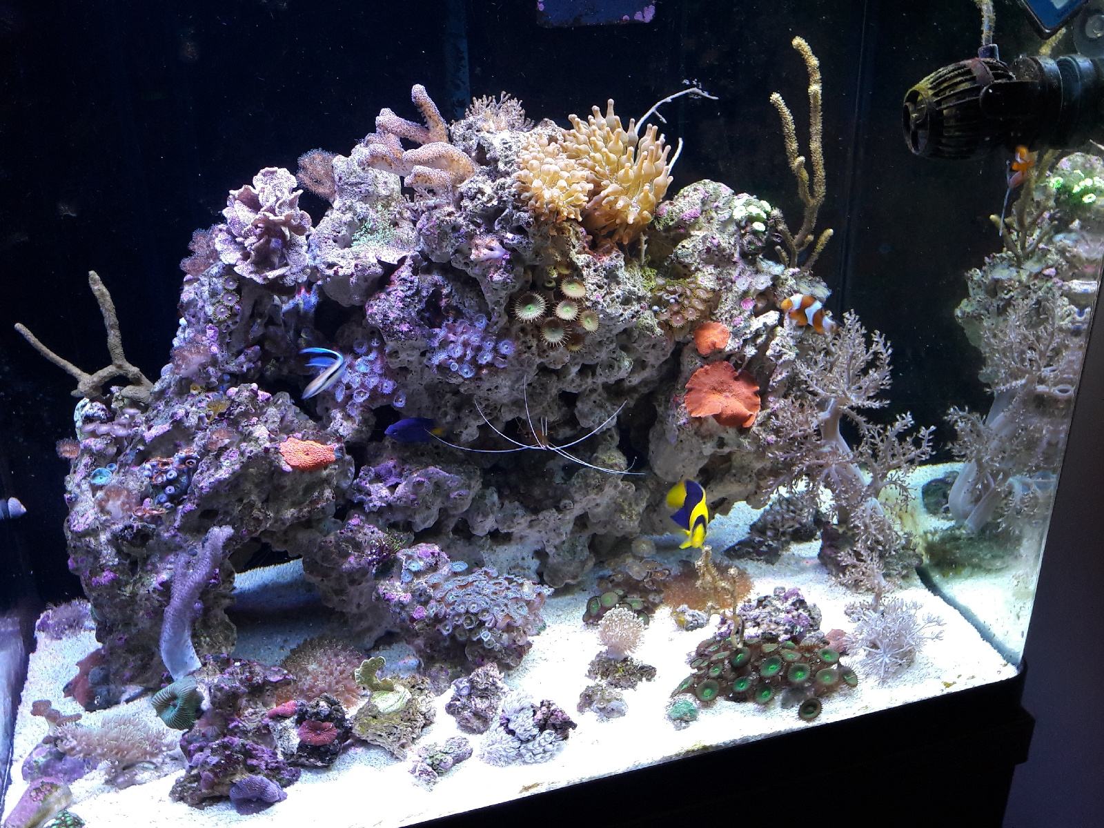 Morski akvarij 130L Red Sea MAX