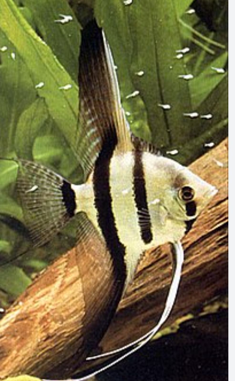 Poklanjam akvarijske ribice