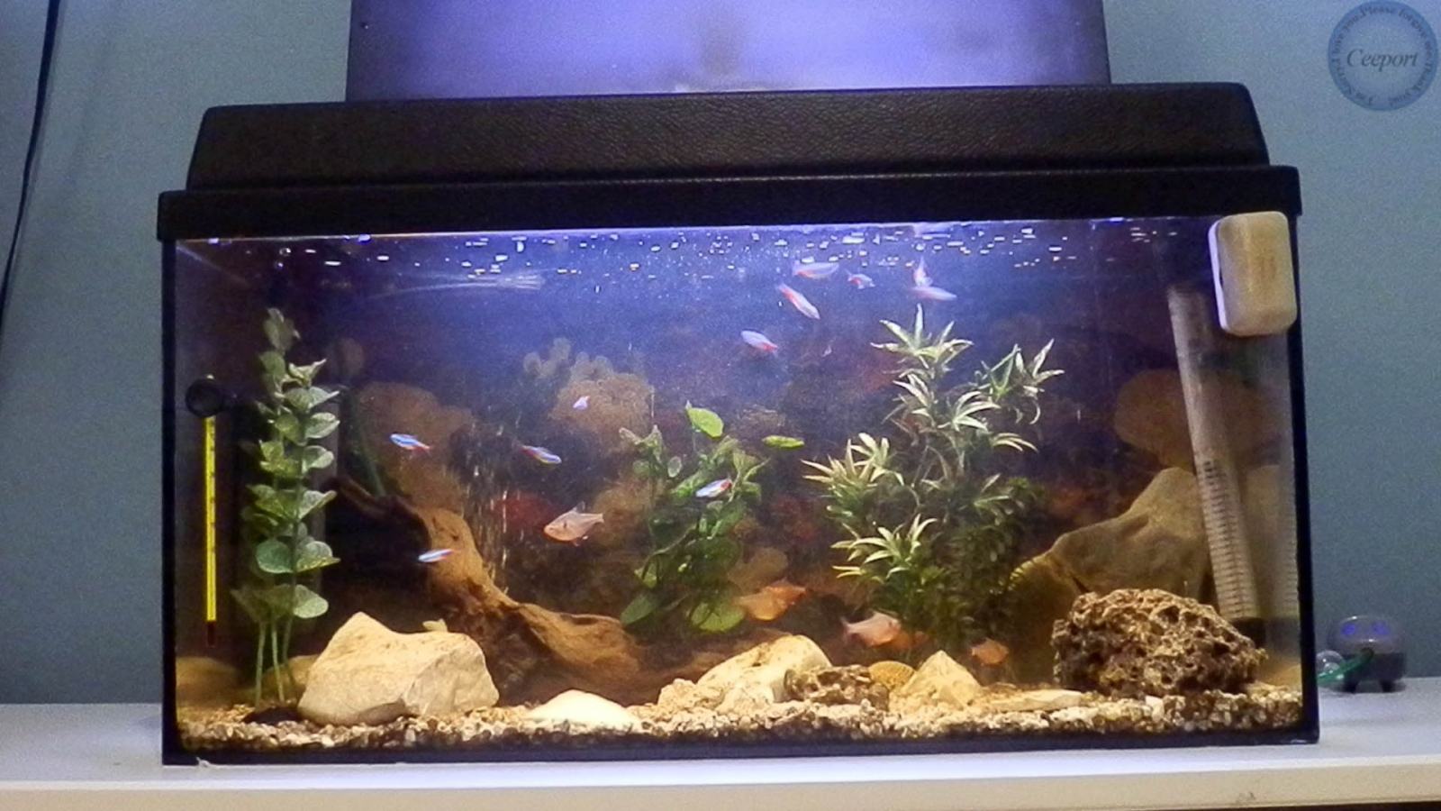 Prodajem akvarij full oprema i ribice na poklon