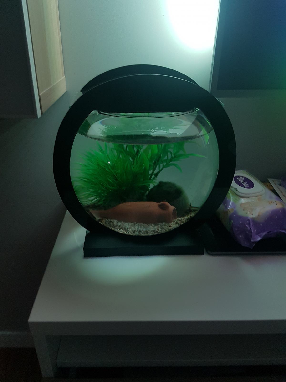 Prodajem akvarij za ribice 10 l 199 kn