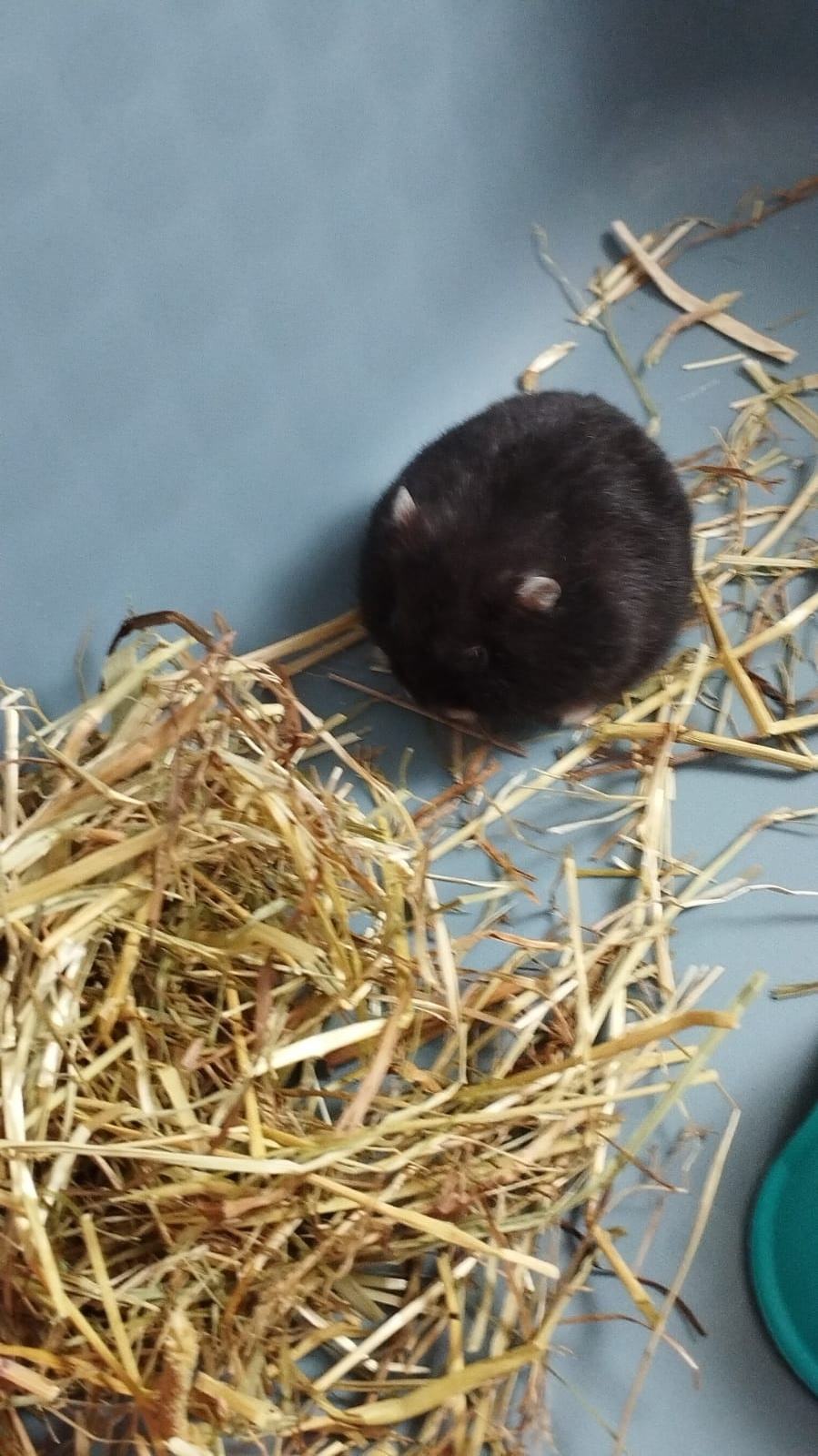 Hrčak sa svom opremom