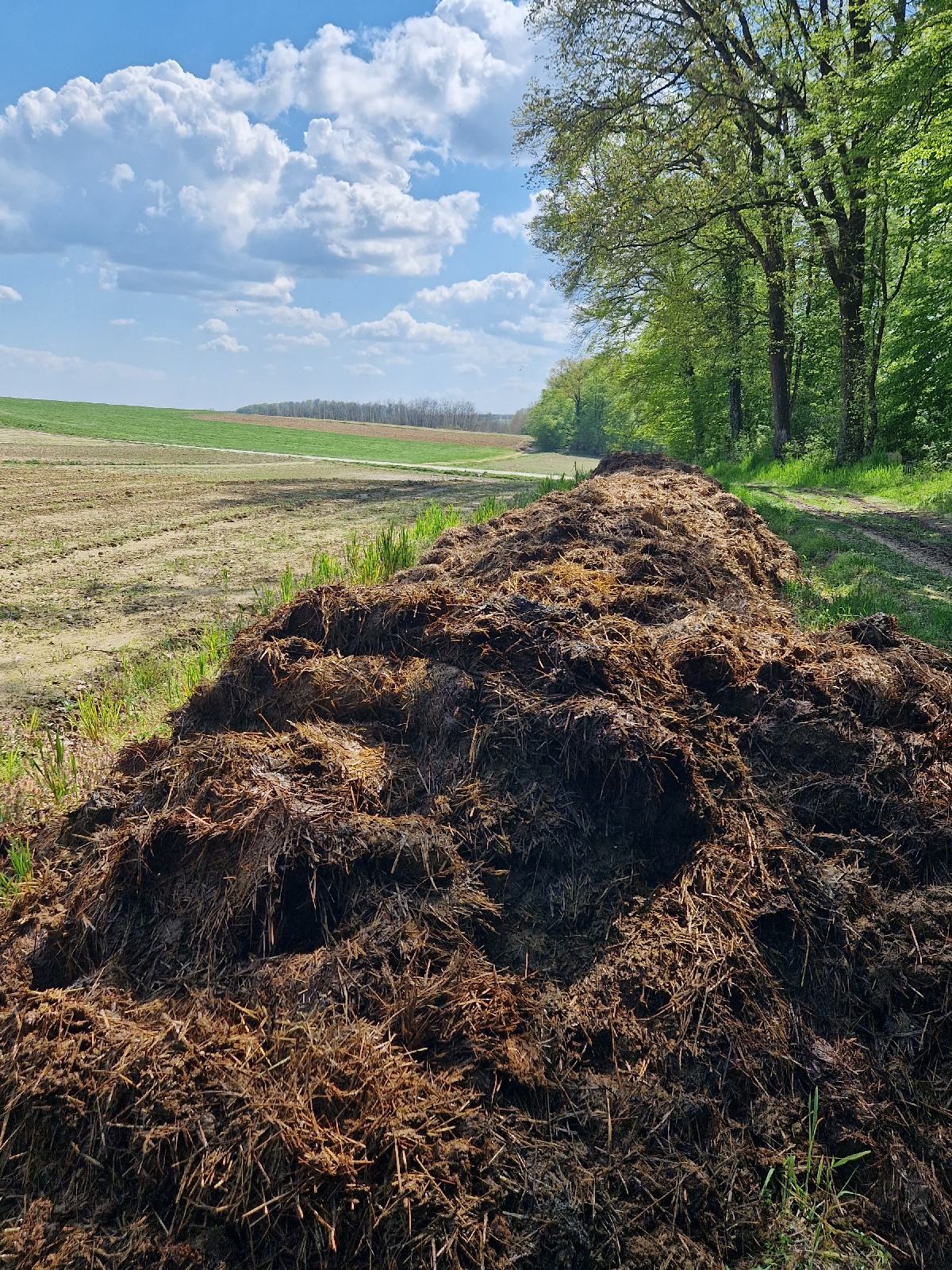 Stajski gnoj (kravlji)