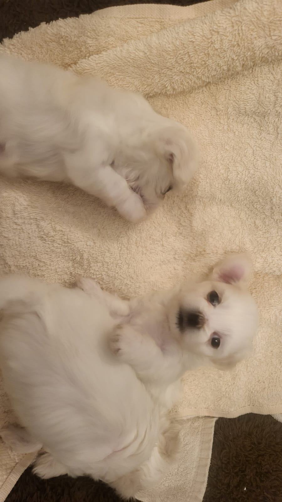 Mini Maltezer malteser stence stenac