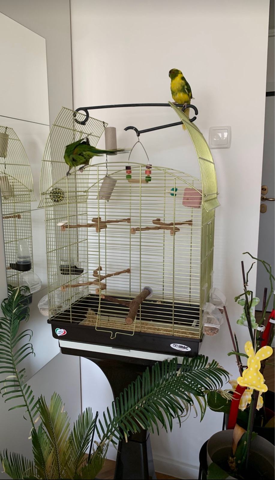 Krletku/kavez pa srednje i male papige (Nimfe, tigrice…)