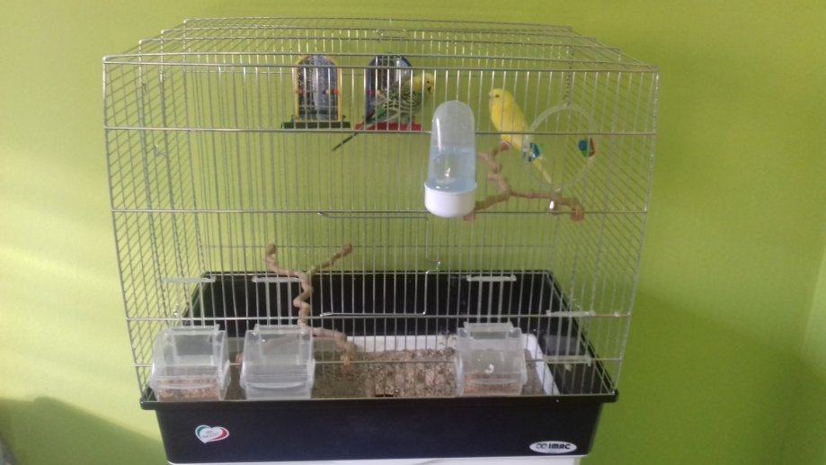 Prodajem veliku krletku sa svom opremom za papige