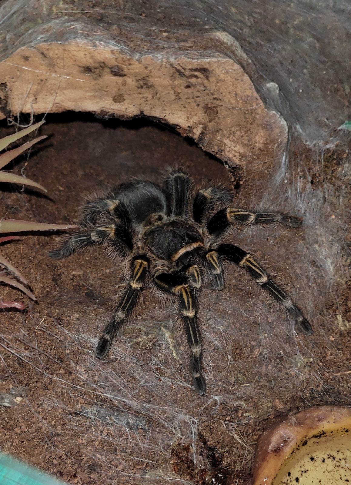 tarantule