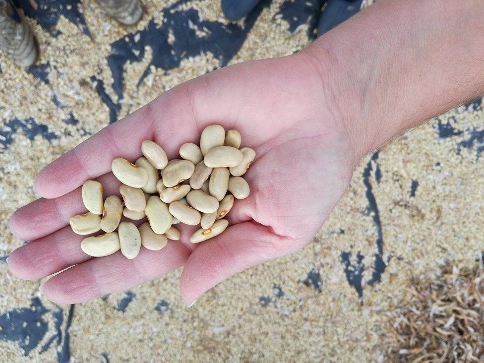 VISOKI GRAH KUKURUZAR