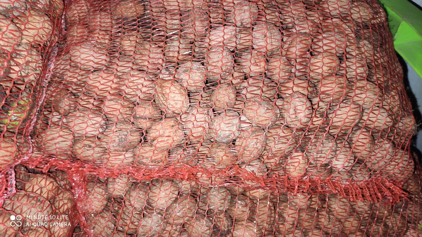 ORAH U LJUSCI PLOD 2022 GODINE