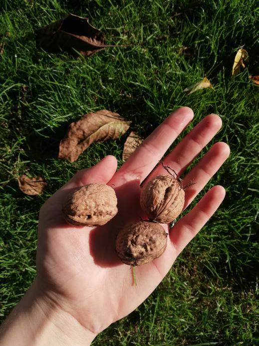 PRODAJA ORAHA 14kn/kg
