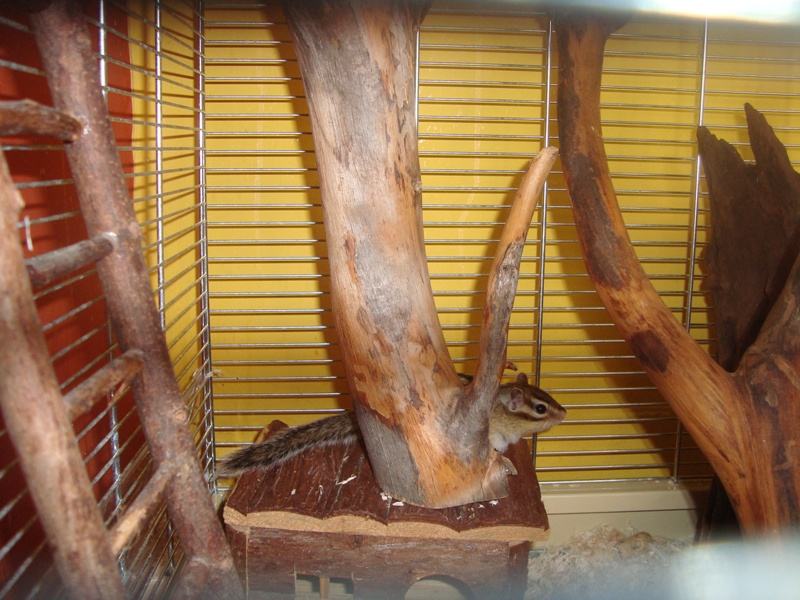 3 sibirske vjeverice u atraktivnom velikom kavezu