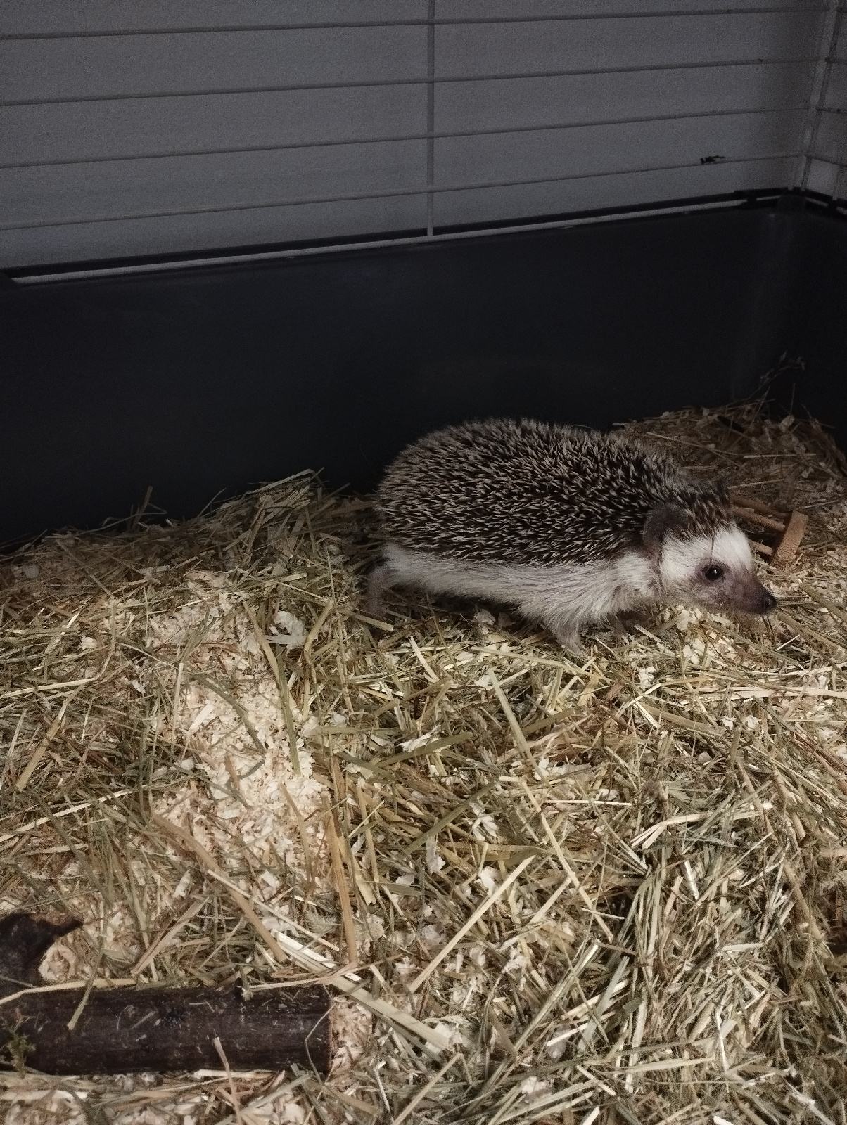 Afrički patuljasti jež