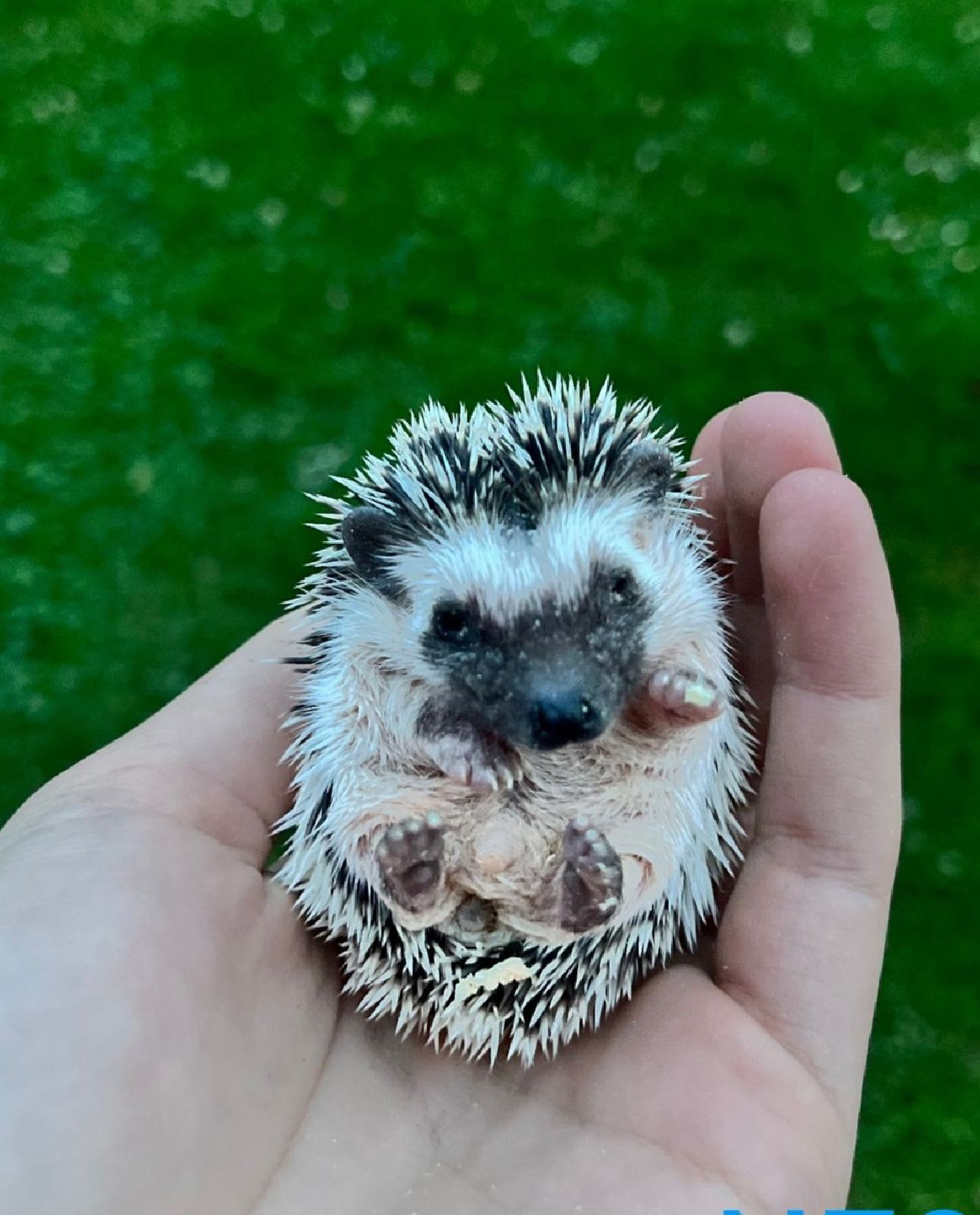 Patuljasti afrički jež