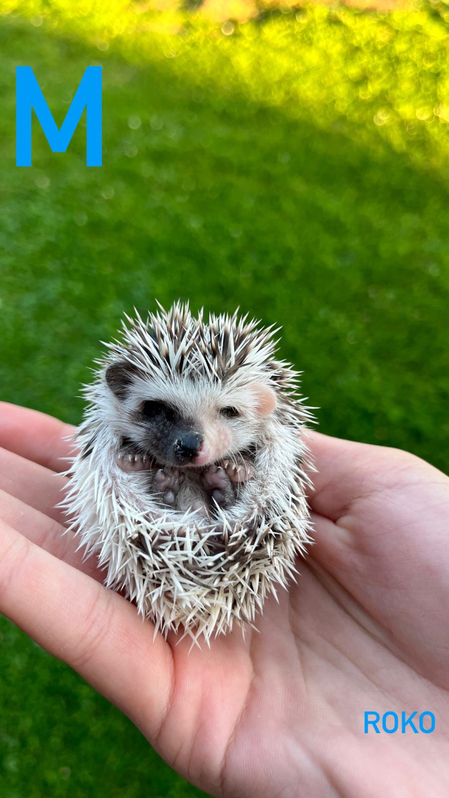 Afrički patuljasti jež