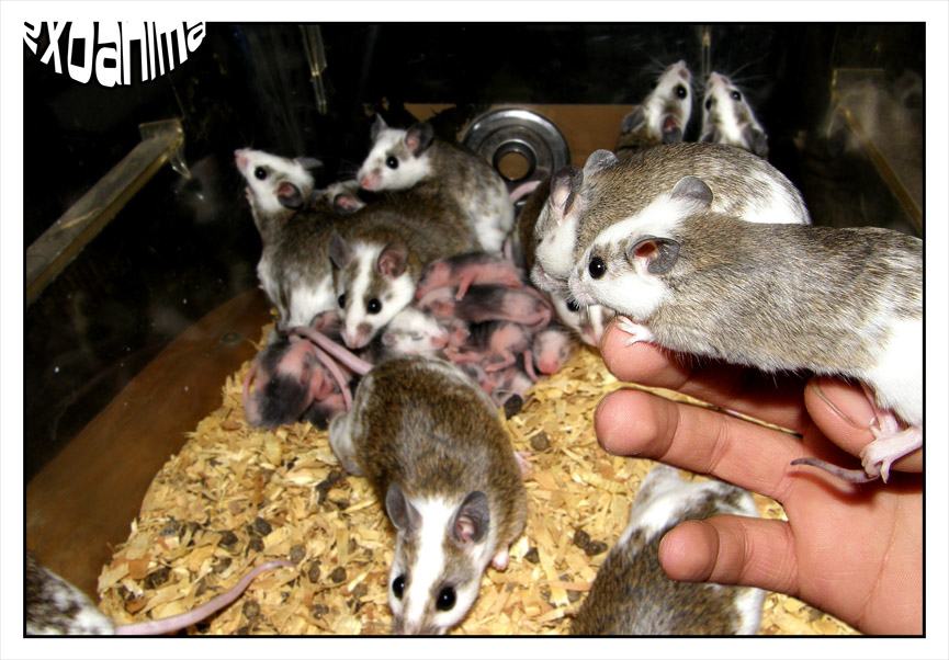 Afrički štakor (Egipatski / African soft furred)