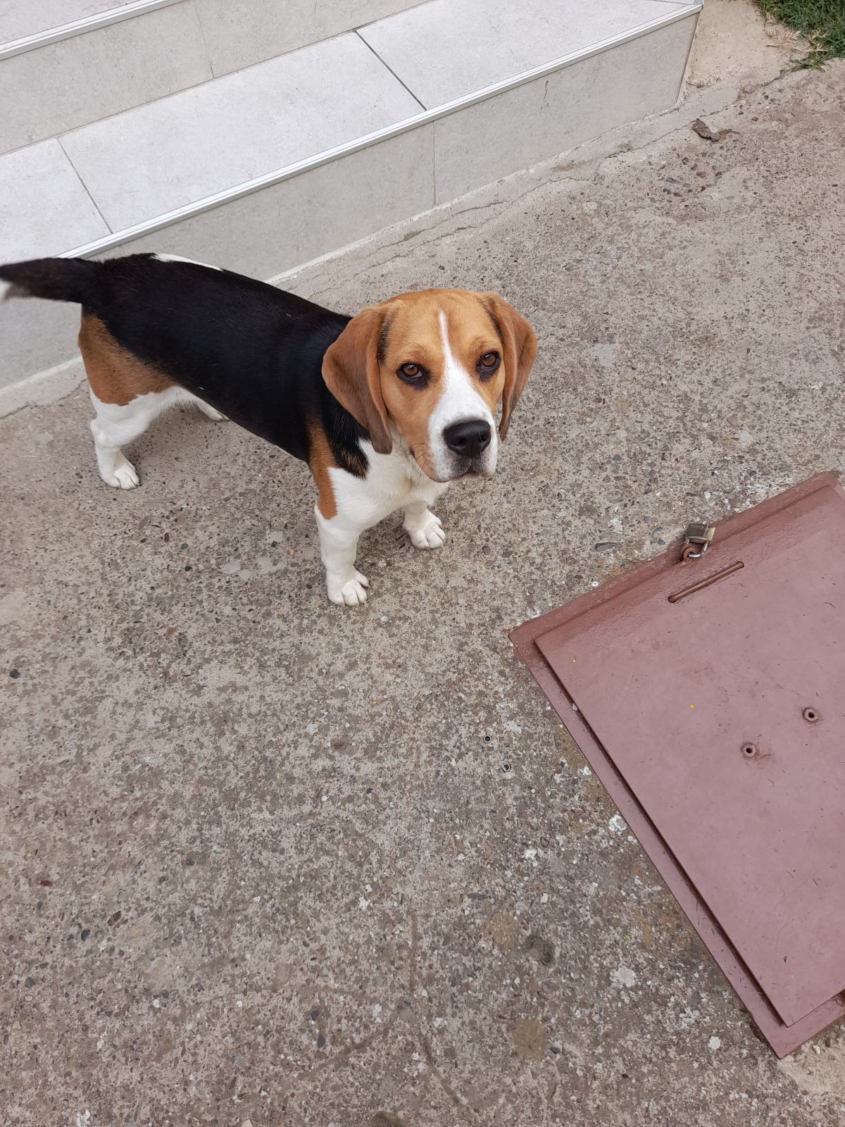 Beagle star 2 godine.