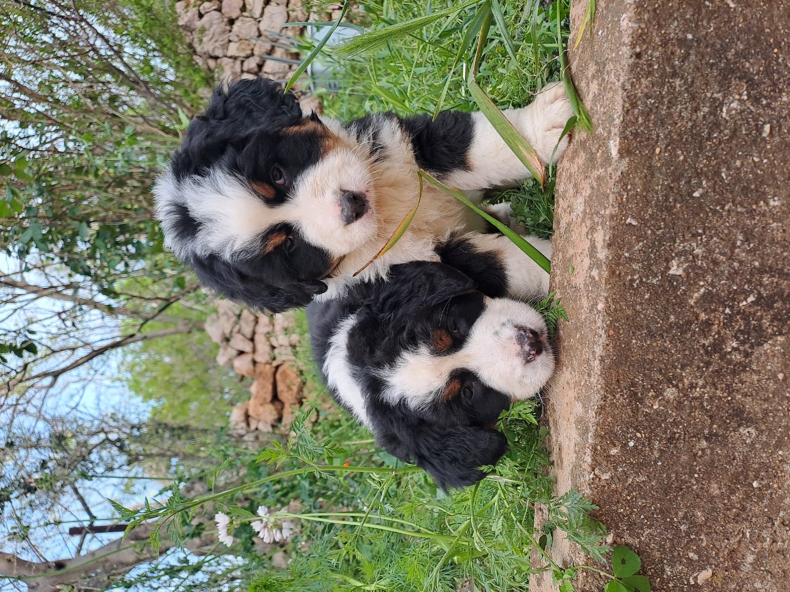 Bernski Planinski pas Štenci