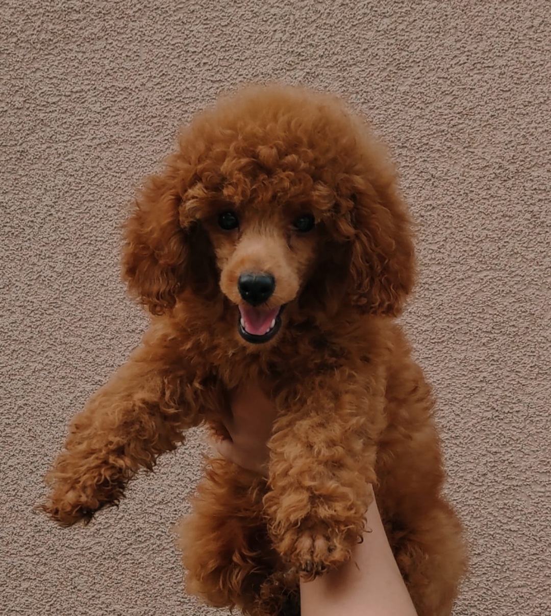 Toy i patuljasta Pudla