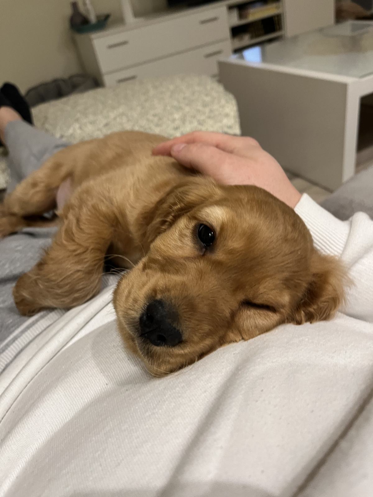 Cocker Spaniel štene 3 mjeseca