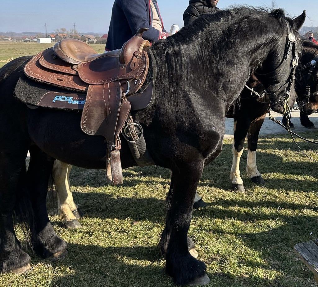 Frizijski pastuh na prodaju.