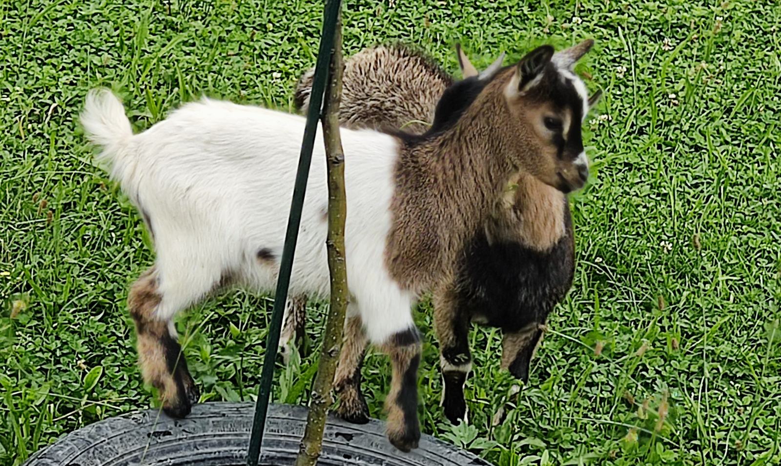 Himalajska mini koze