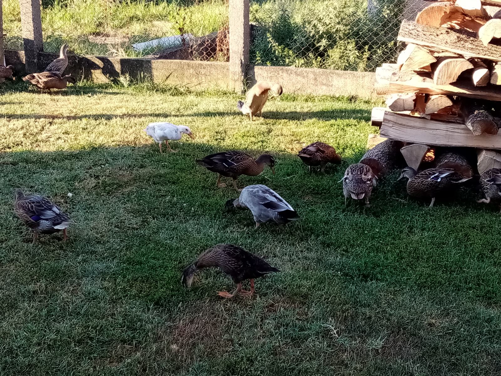 Indijske patke trkačice 50 kn kom