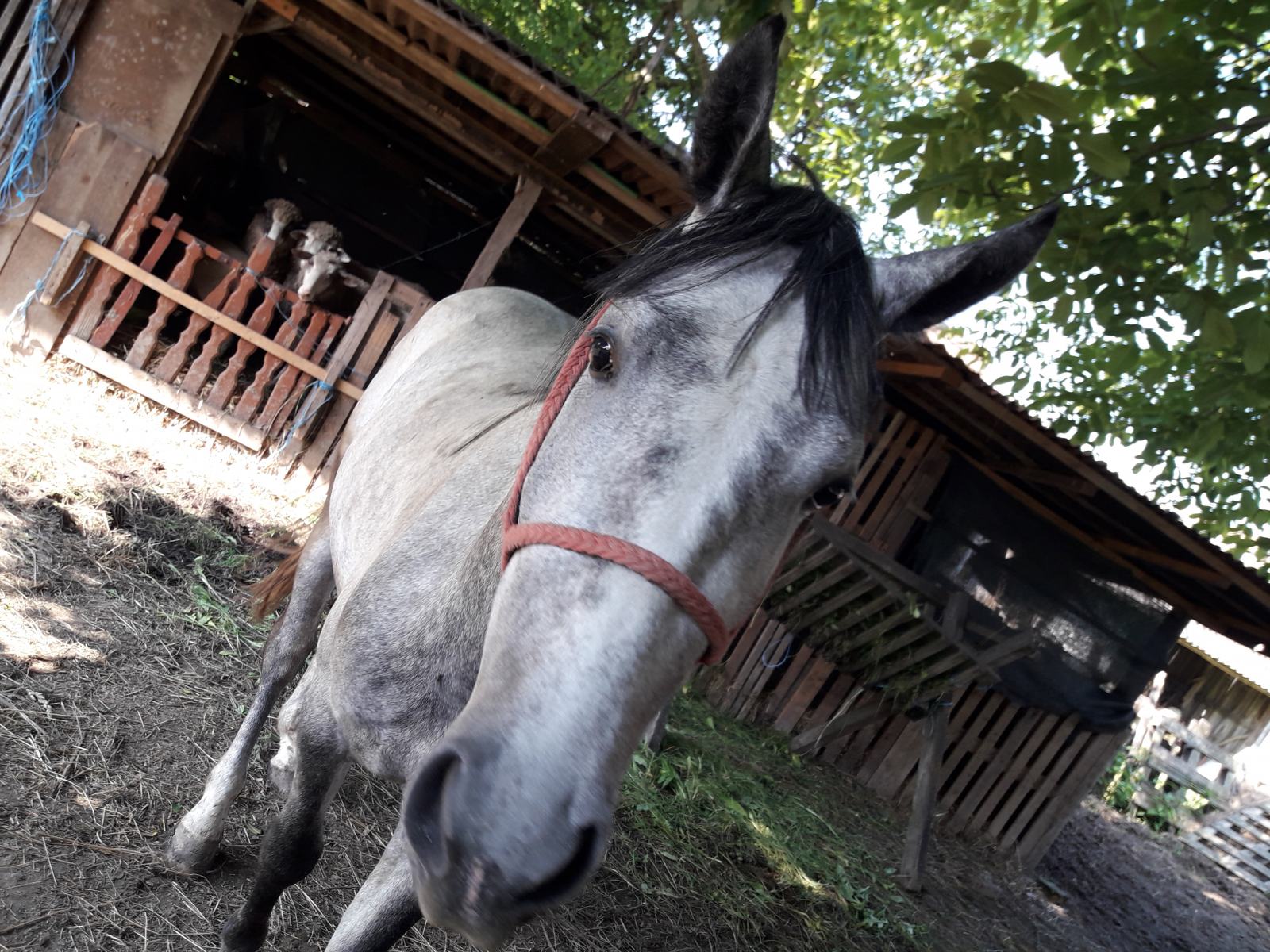 KONJ Lipicanac A knjiga