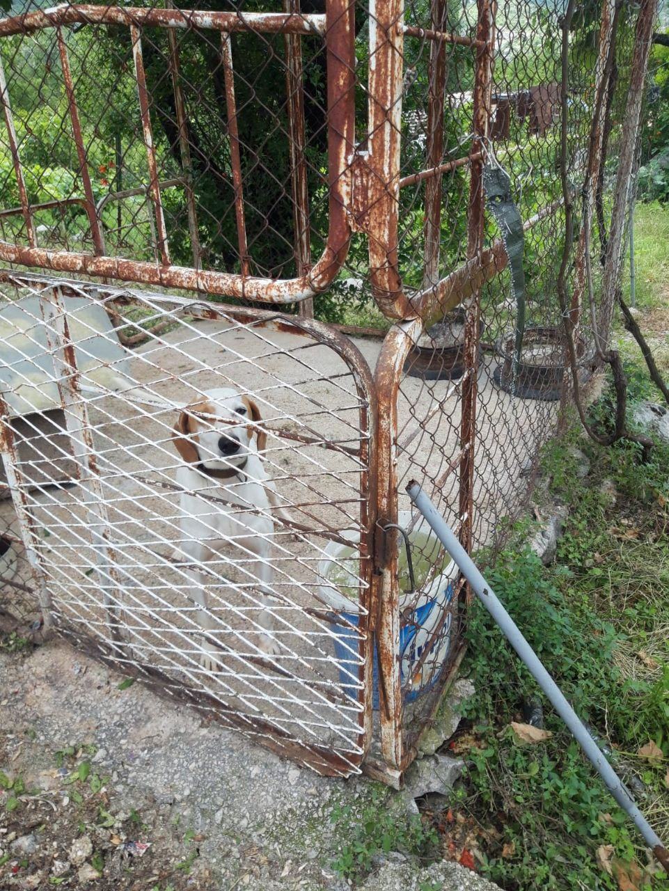 Lovacki pas - Istarski Gonić