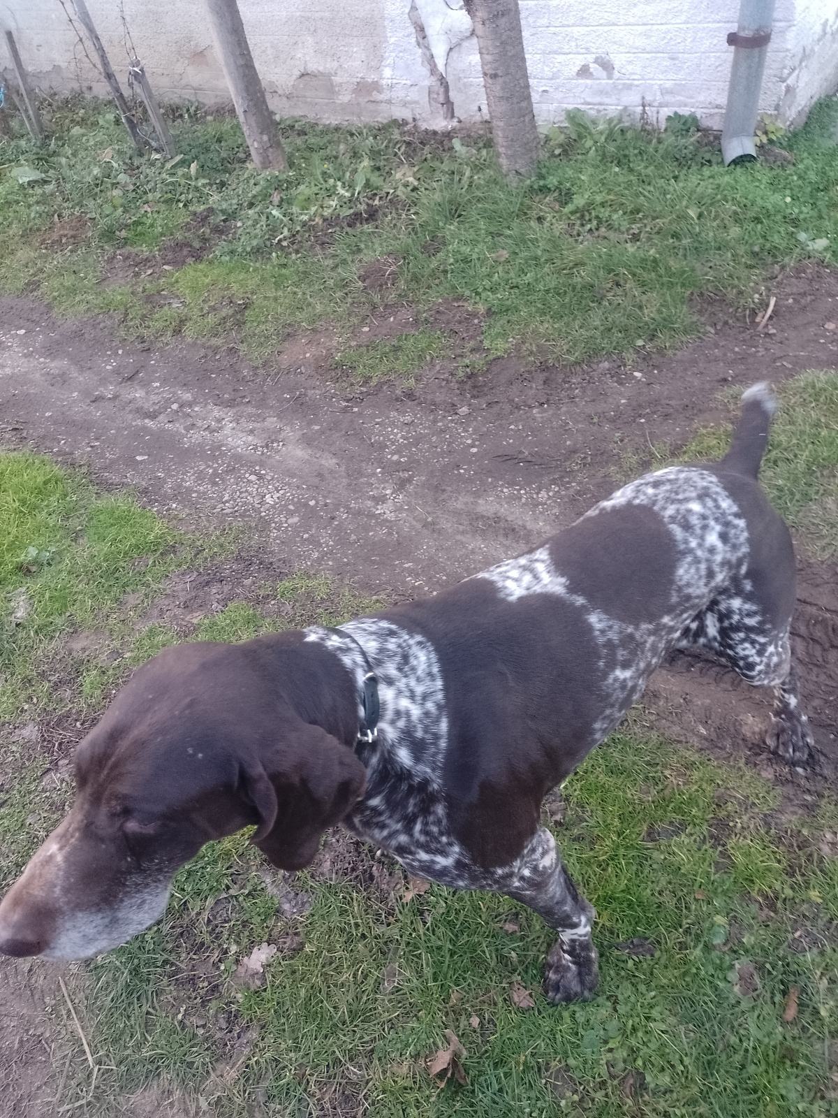 Njemački kratkodlaki pticar 098 137 6395 Zlatko!