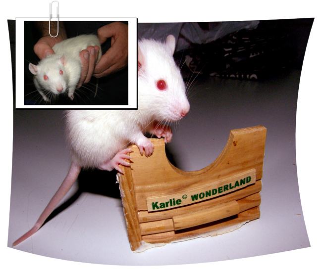 Obični štakor (Rattus rattus)