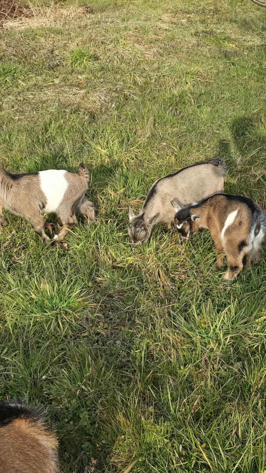 Patuljaste (mini) koze