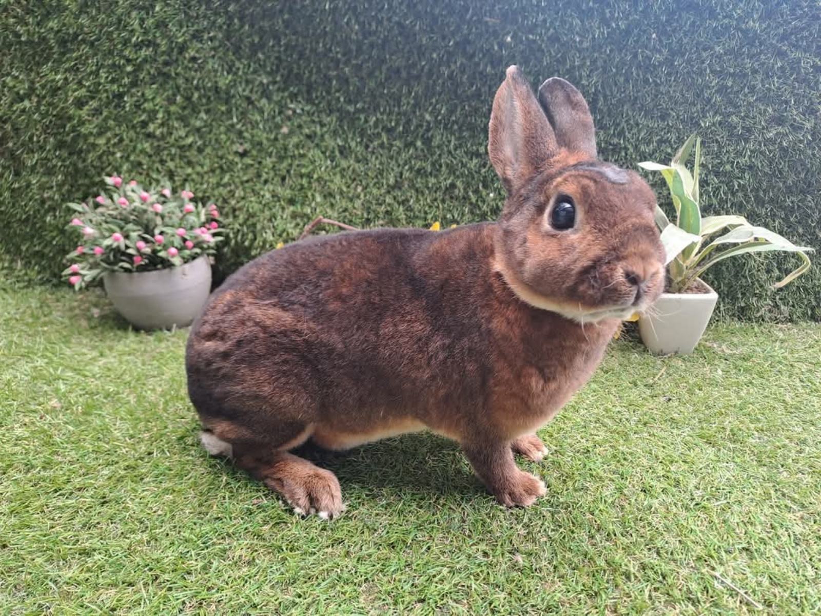 Patuljasti rex kunići