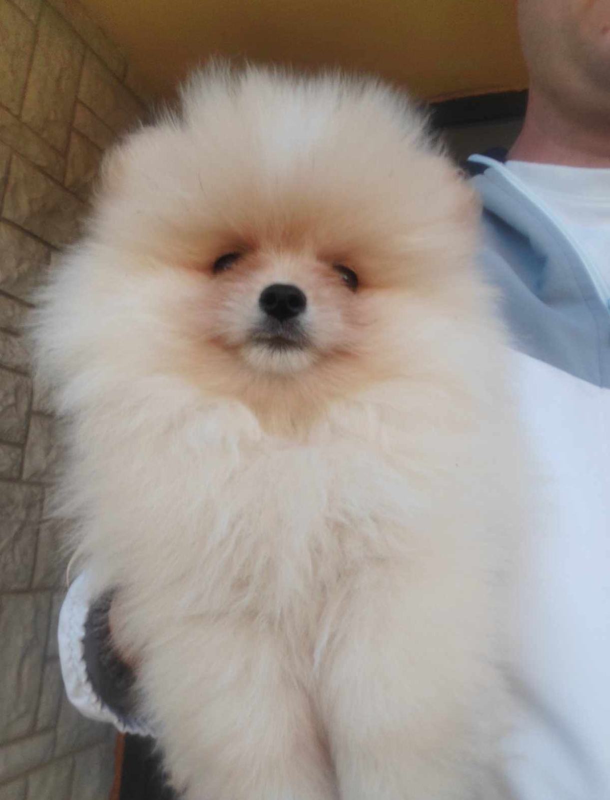 Pomeranac Patuljasti Špic