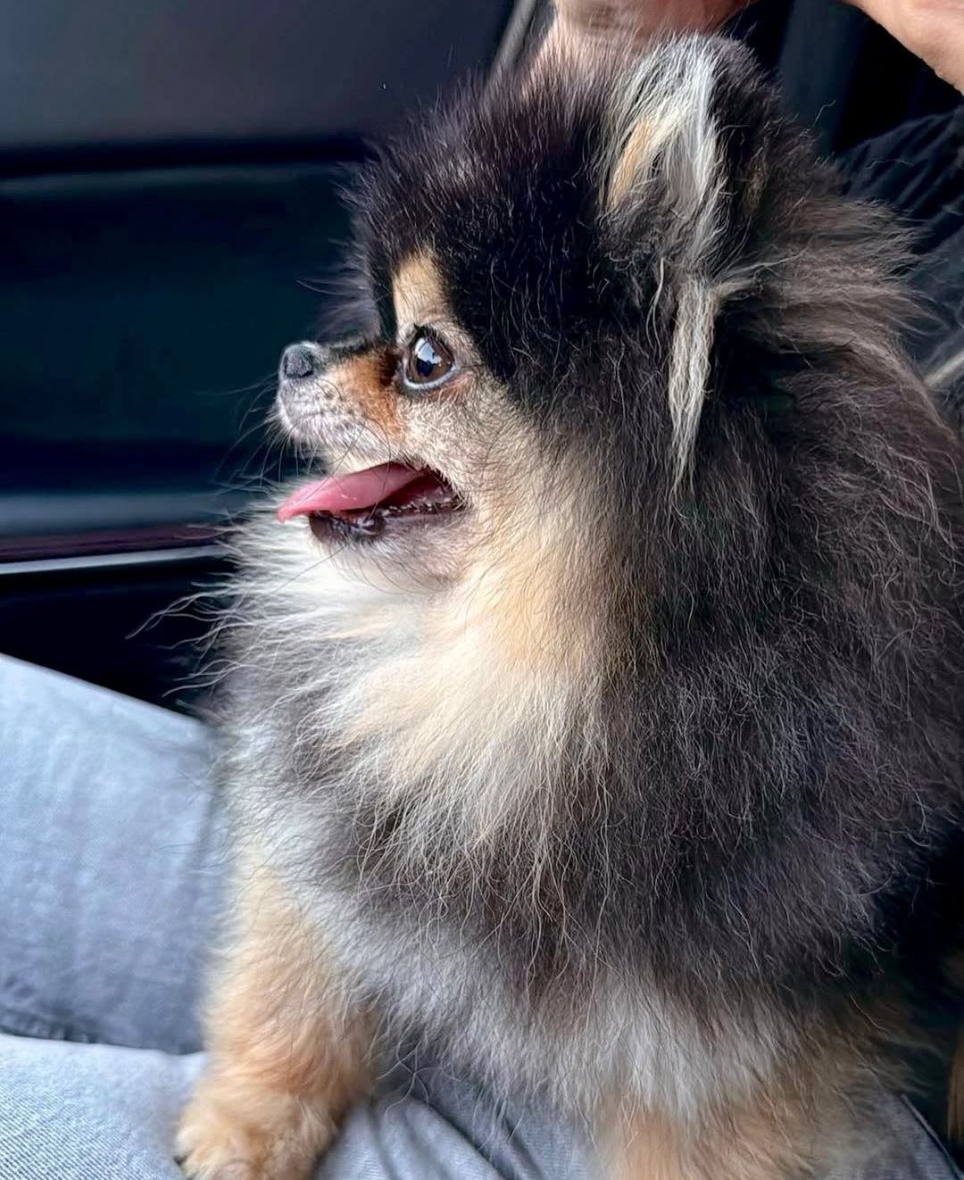 Pomeranac