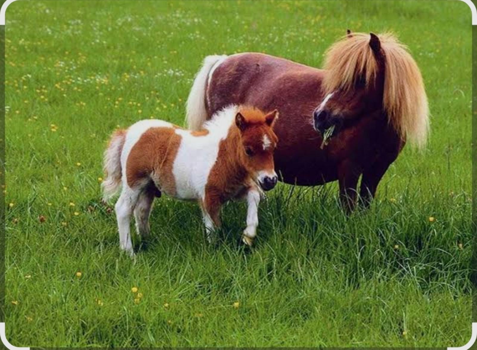 Pony konji zenski i muski