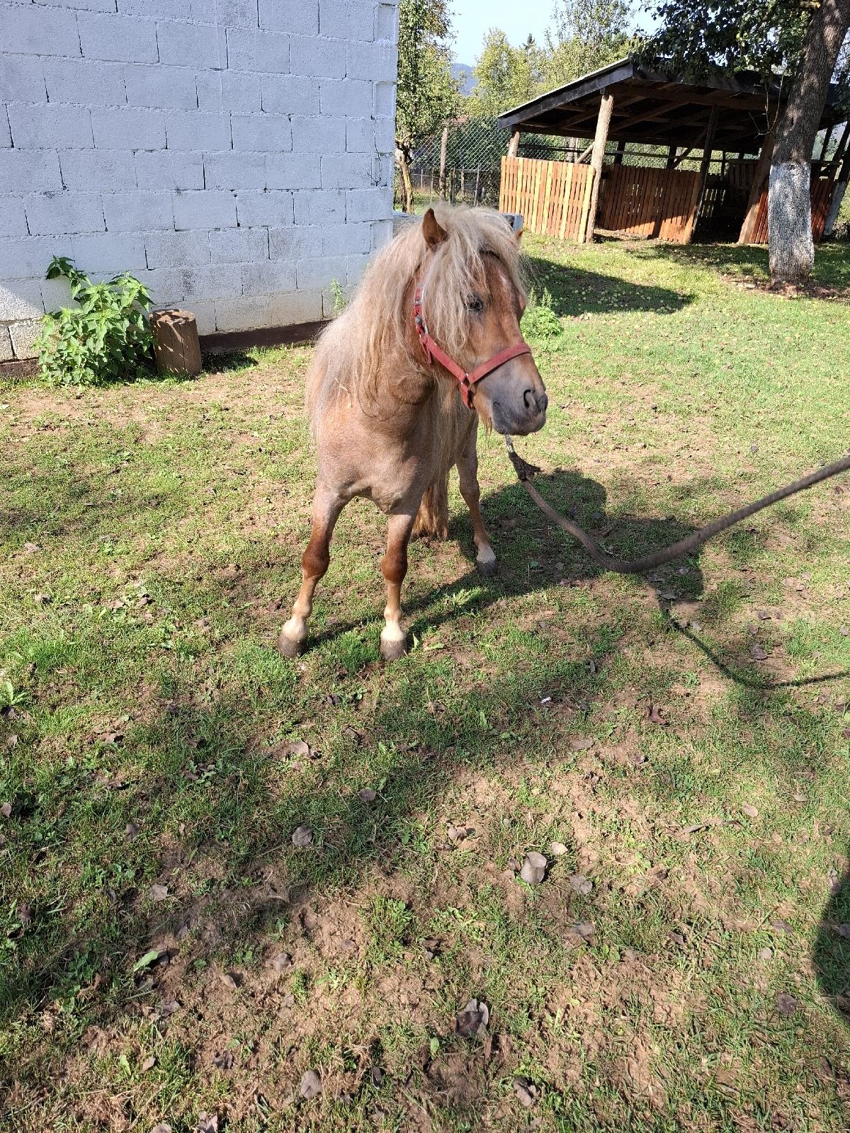 PONY Konj
