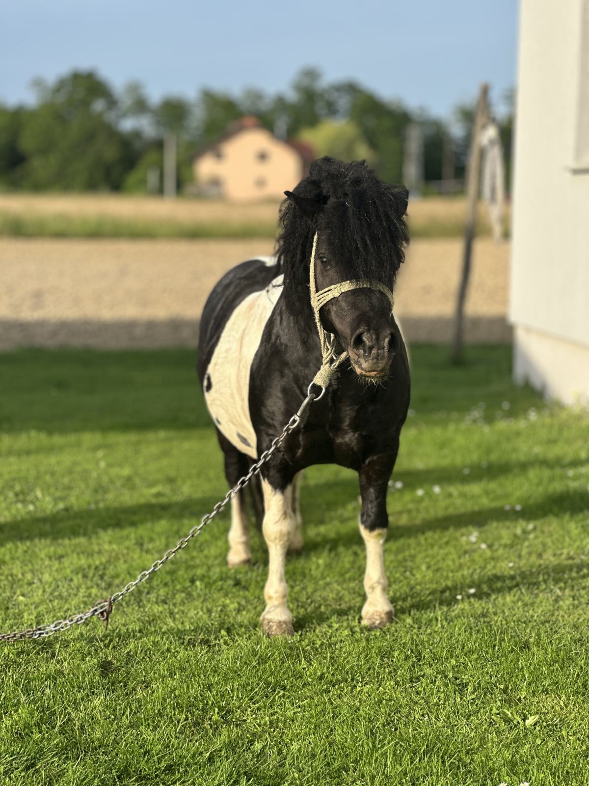 Konj Pony