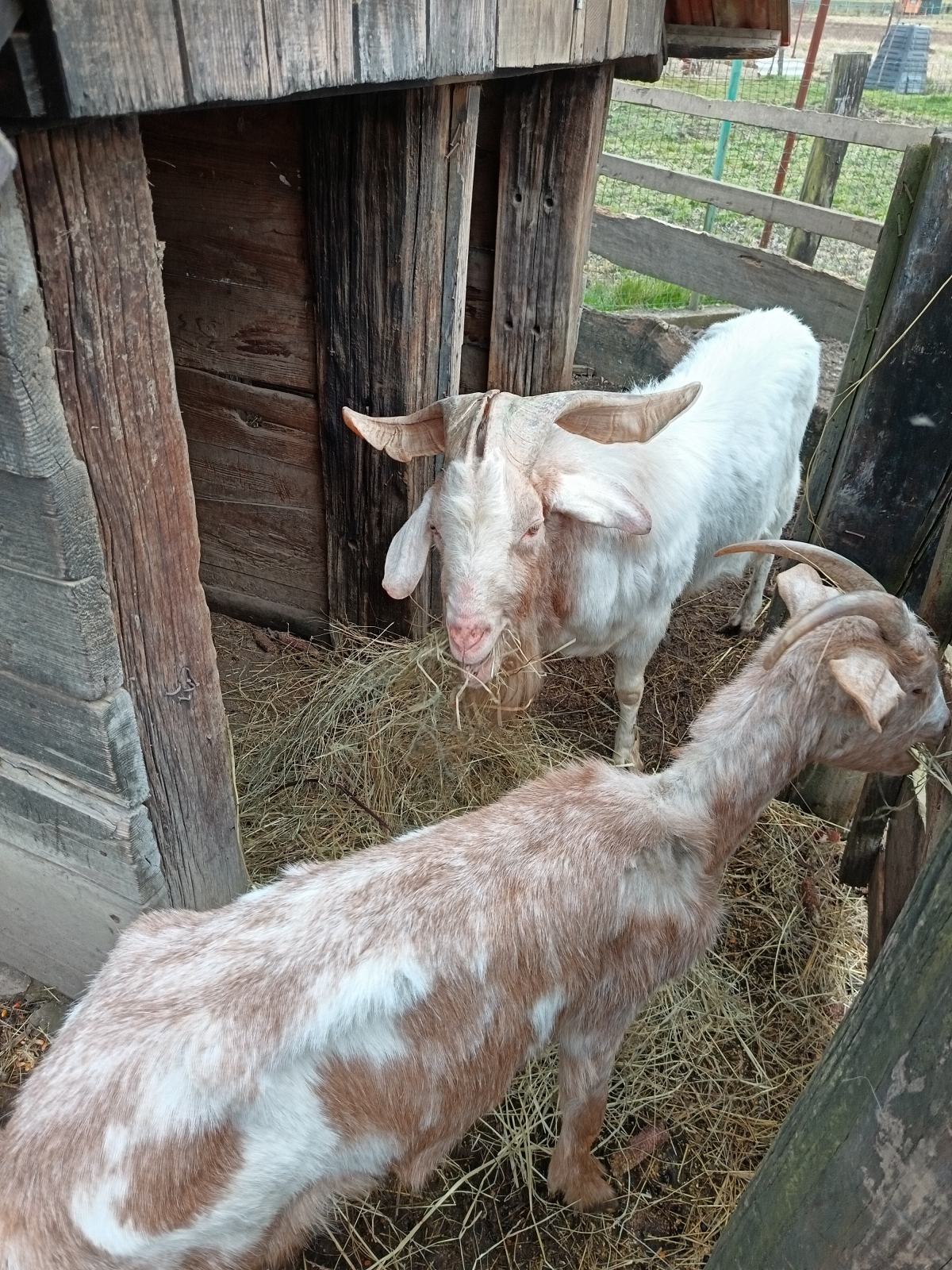 Prodaja jarca i koze