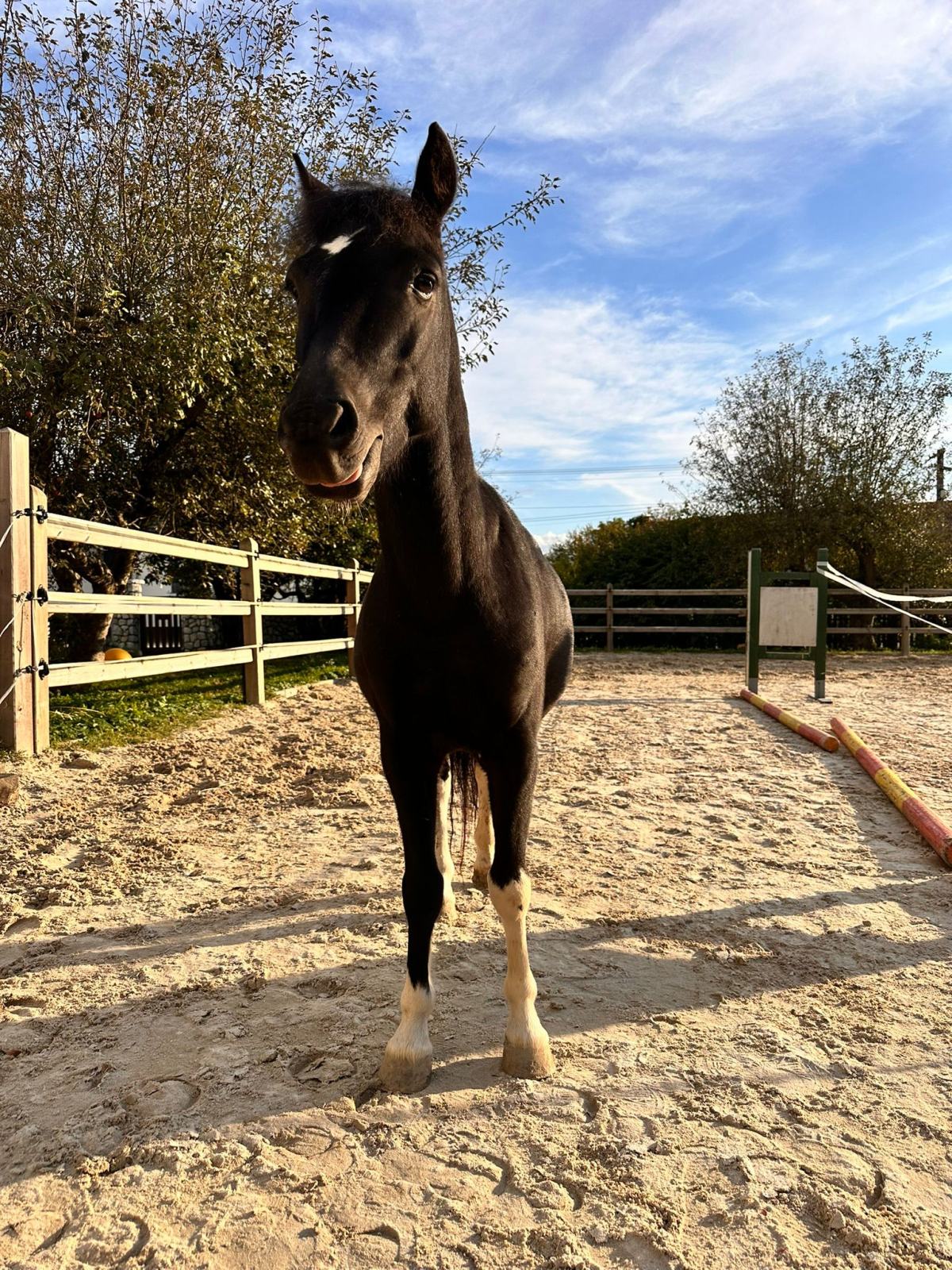 Prodaja poni za mlade jahače
