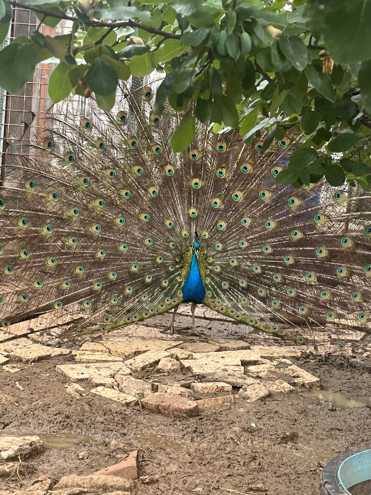 Prodajem pauna i paunice