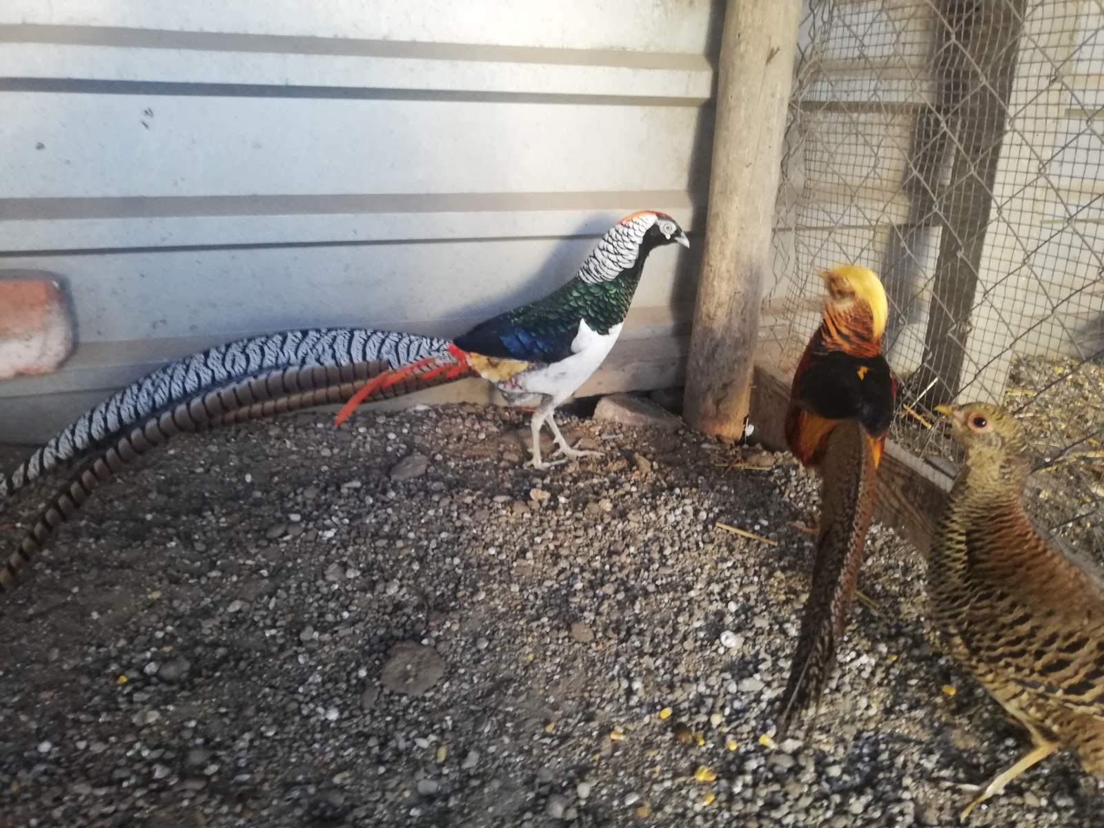 Prodaju se grlice, Srebrni fazani te Zlatni i Dijamantni fazani