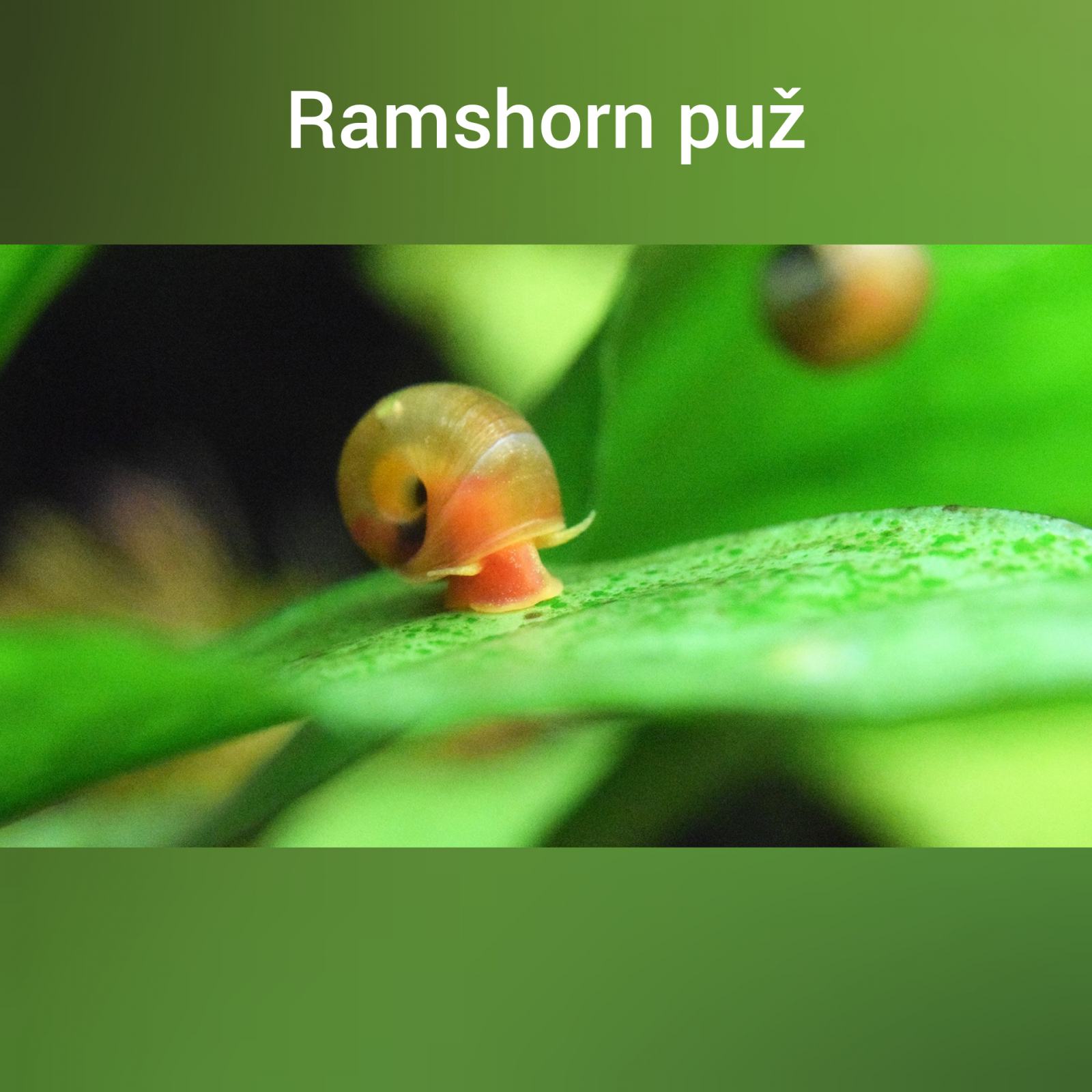 Ramshorn akvarijski puž