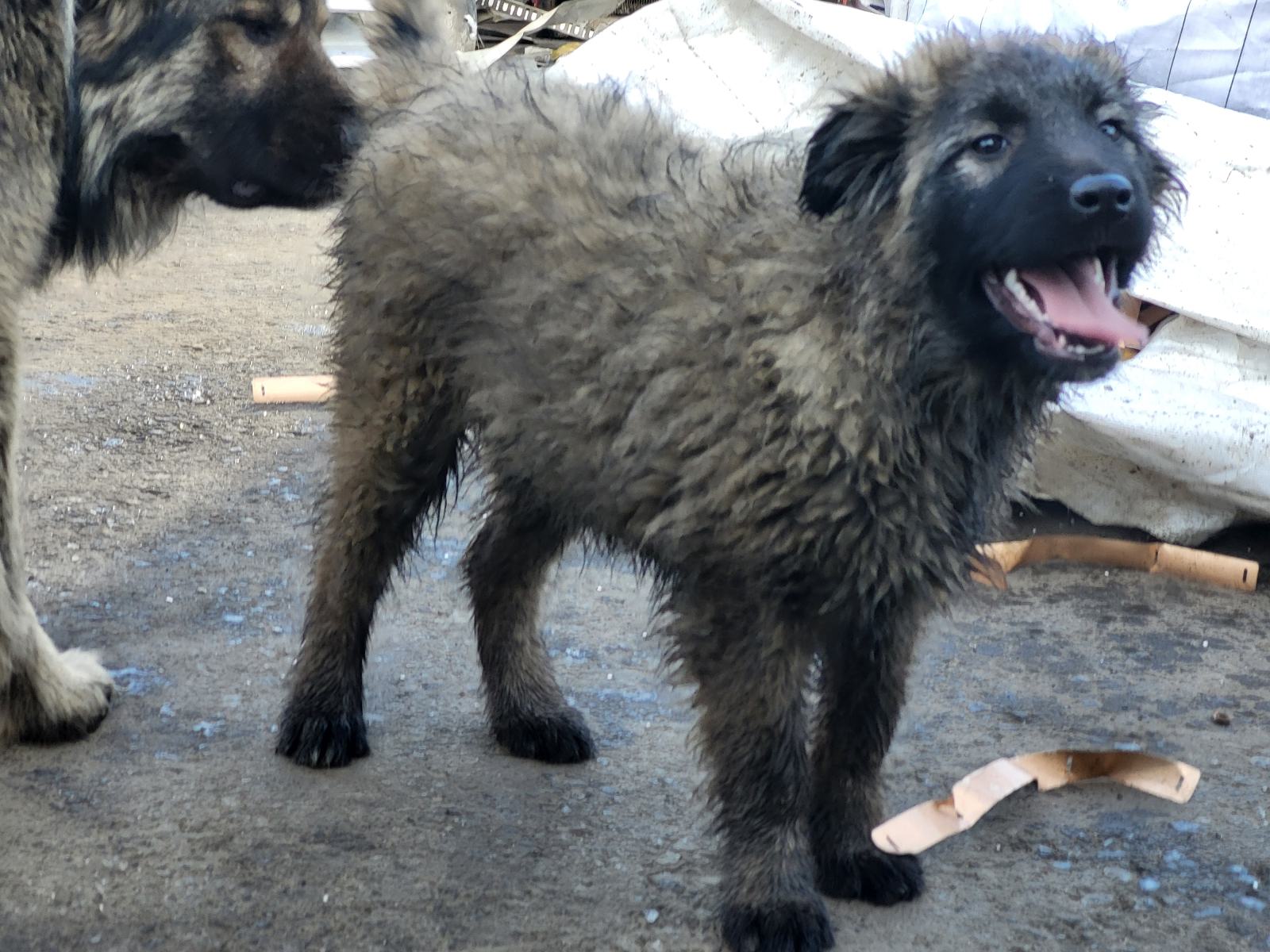 ŠARPLANINAC - ŽENSKO ŠTENE