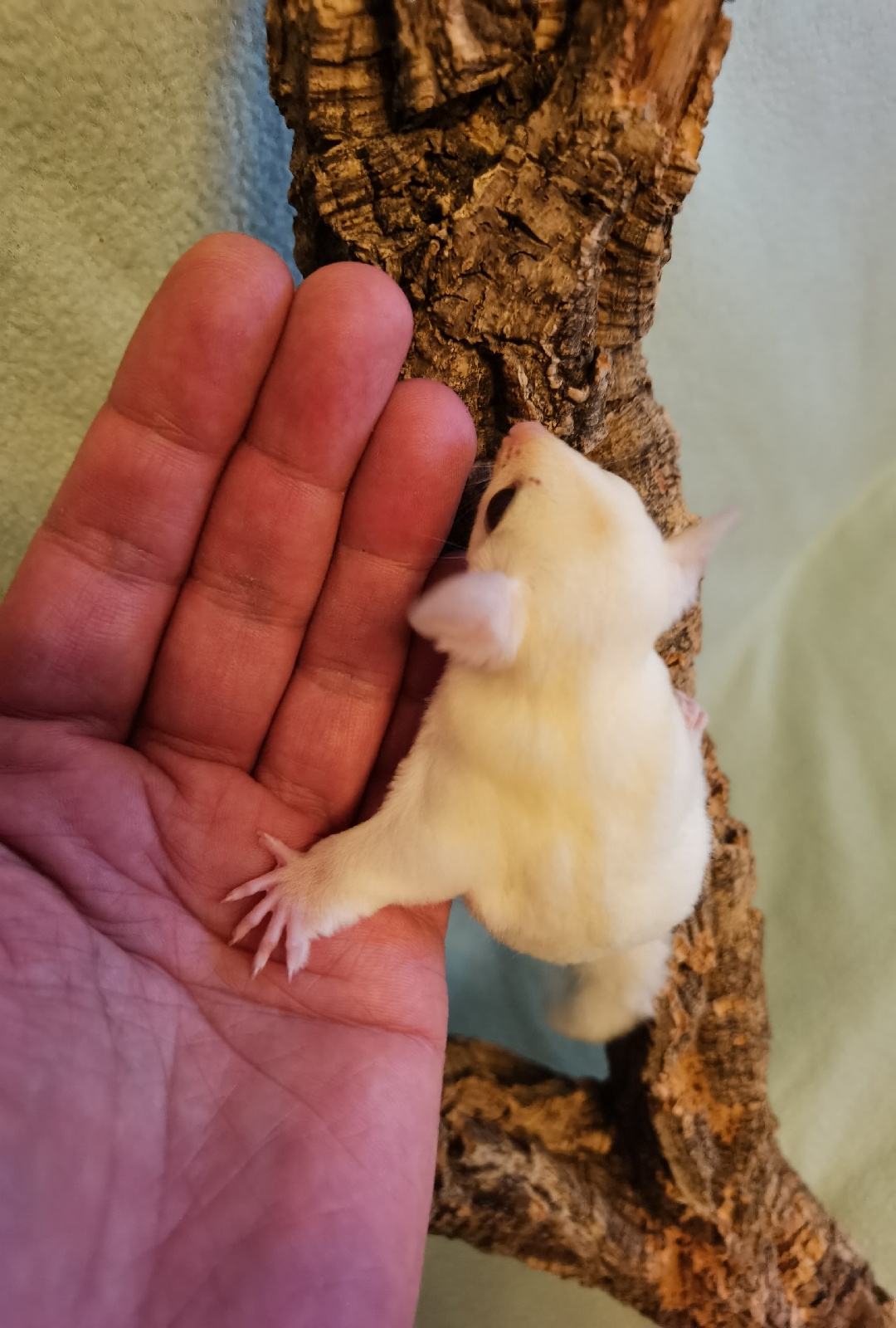 Sugar Glider - boja Rubin Leucistik