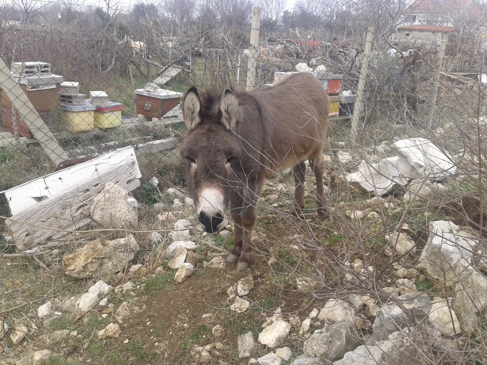 MAGARAC AKCIJA HITNO