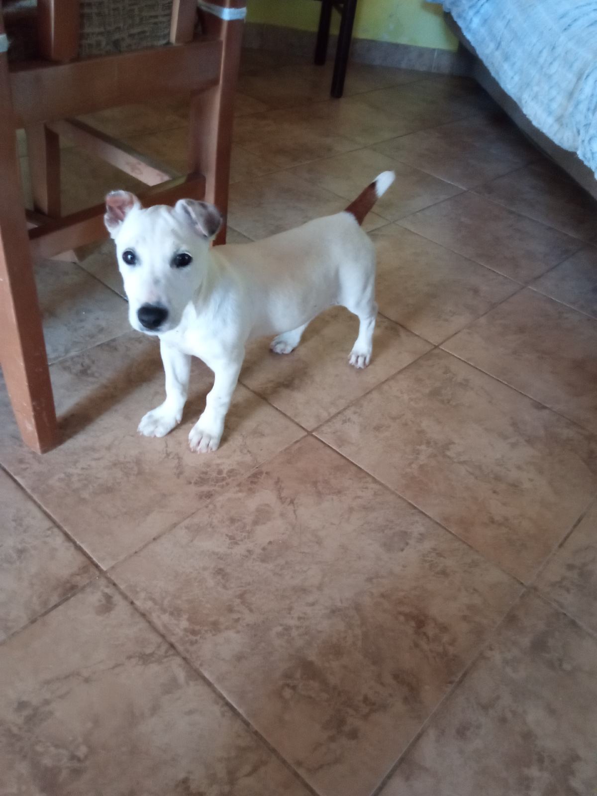 Zensko stene Jack Russela
