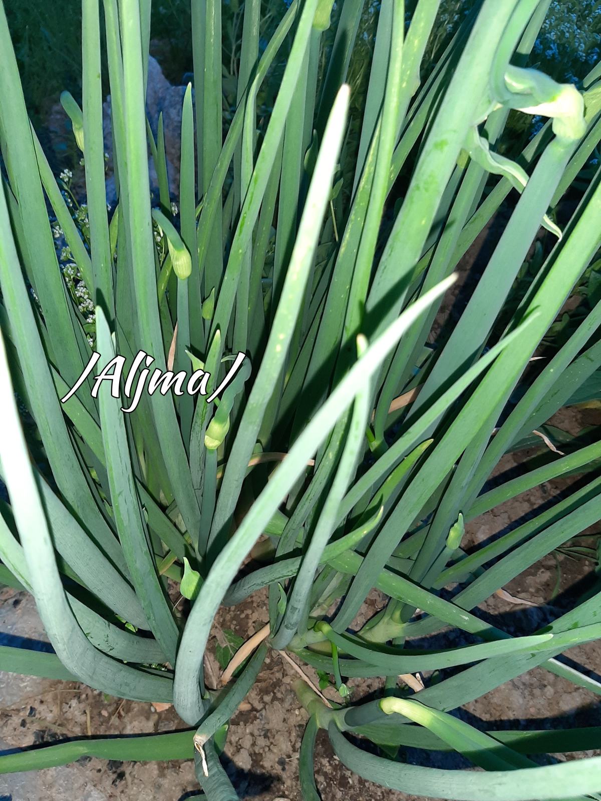 Aljma /Luk/(raste u grmovima)/Trajnica/